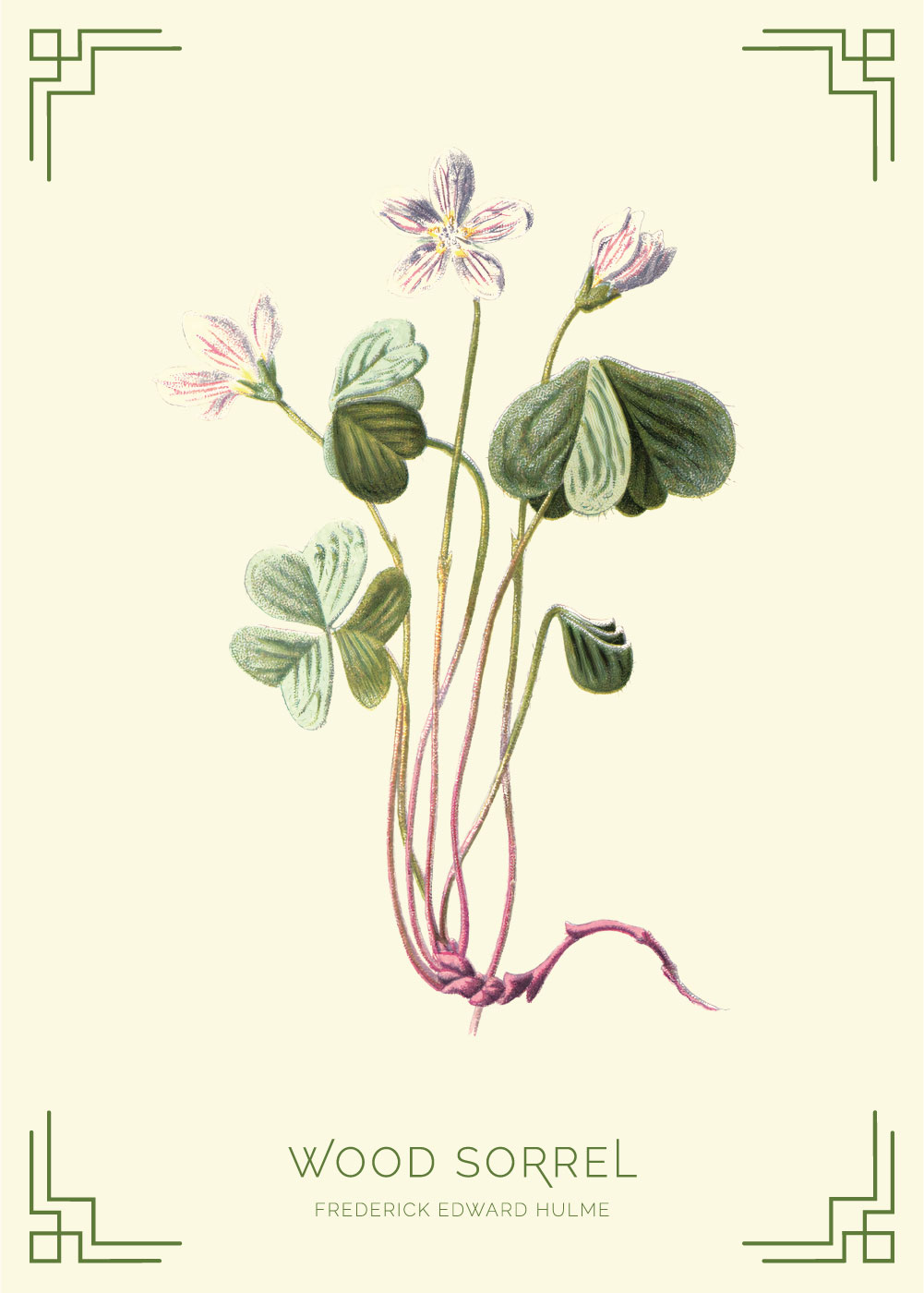 Wood Sorrel - Frederick Edward Hulme retro naturplakater